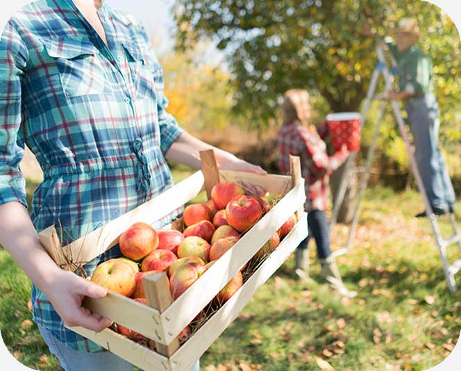 About Us – Country Farms